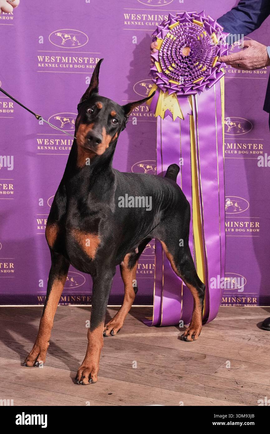 penny-a-4-year-old-doberman-pinscher-winner-of-the-150th-westminster
