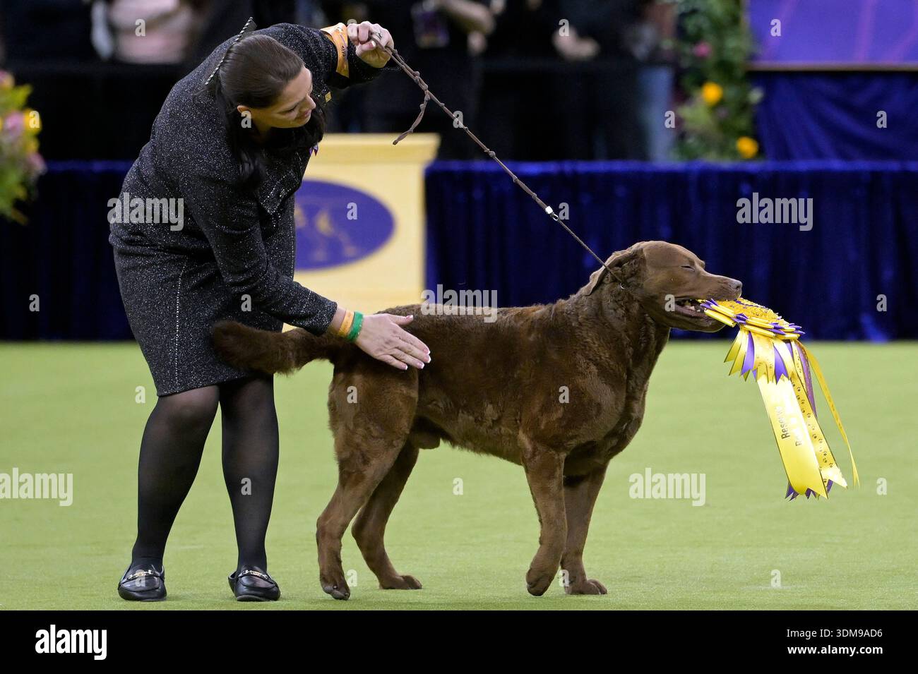 With handler by her side, Chesapeake Bay Retriever named 'Cota' holds ...