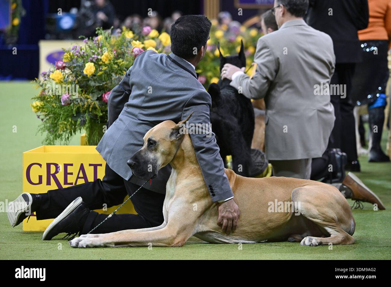 A Great Dane named 'Lexus' is comforted by his handler as they wait to ...