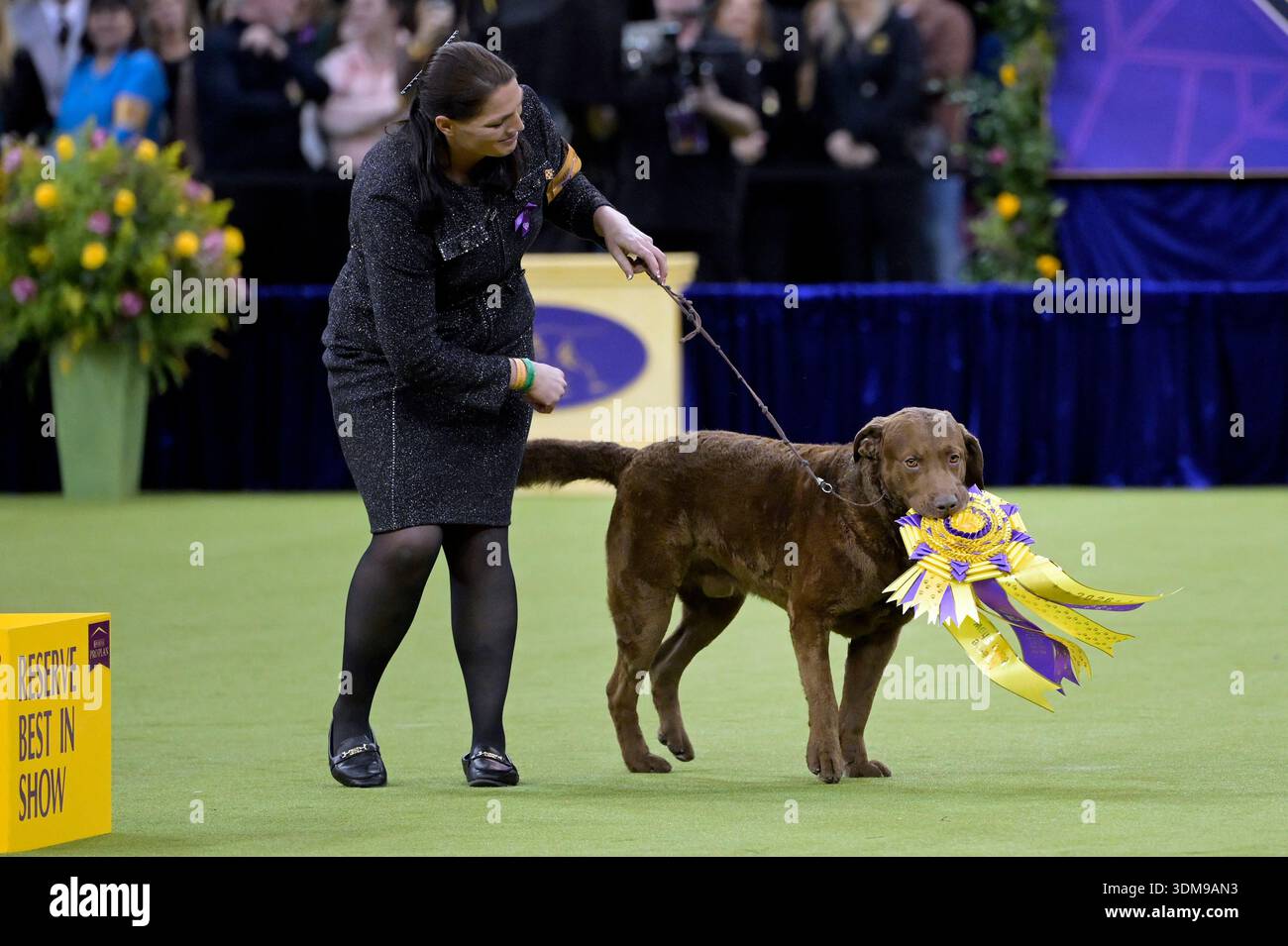 New York, USA. 03rd Feb, 2026. With handler by her side, Chesapeake Bay ...