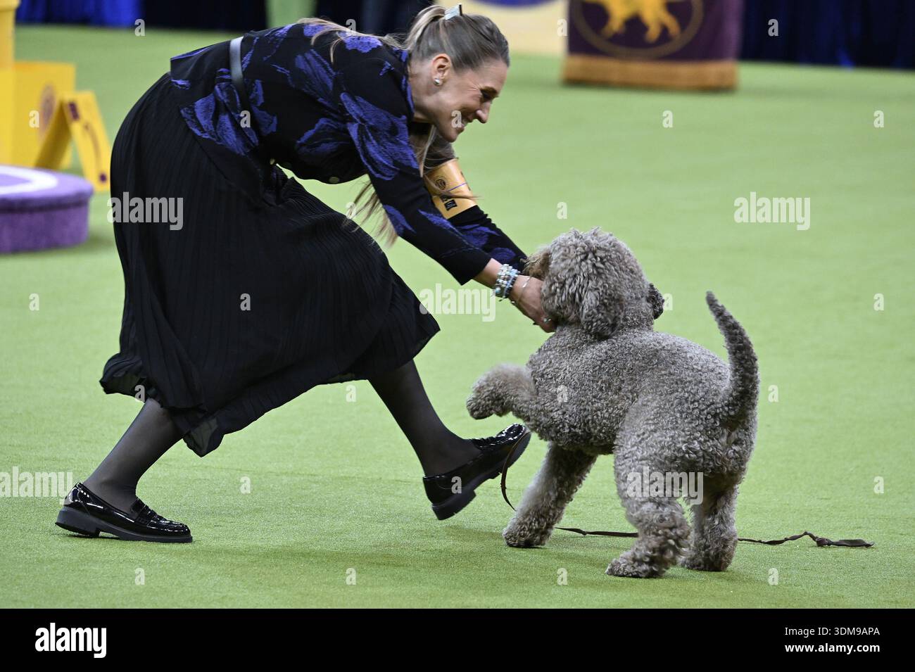 A handler plays with 'Harry' the Lagotto Romagnolo after loosing the ...