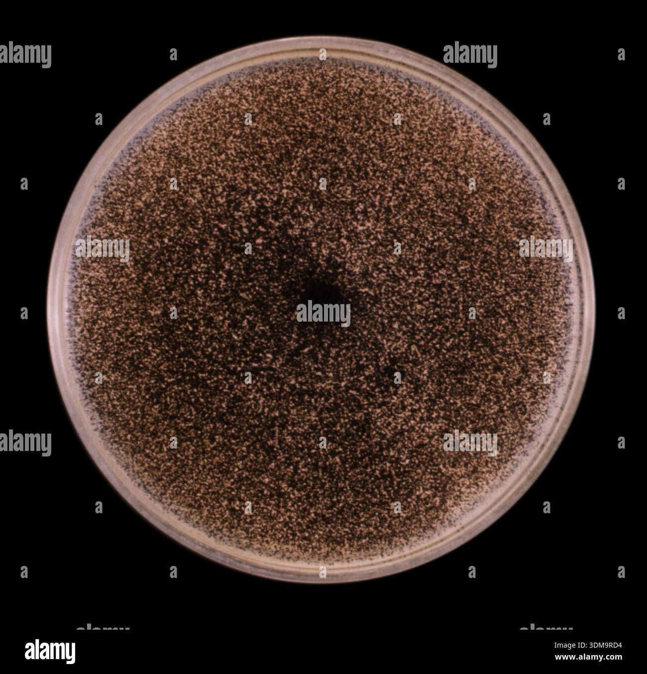 A petri dish containing Sabouraud dextrose agar shows a single large ...