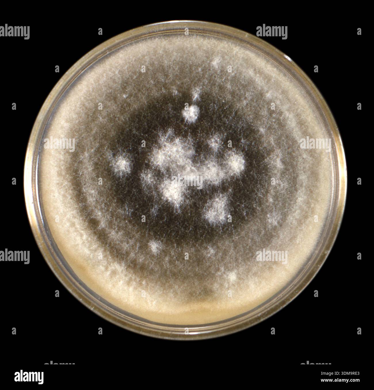 Petri dish culture of Alternaria strain A-256 on Sabouraud dextrose ...