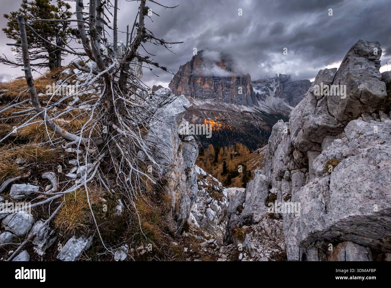 A dead tree frames the view to Tofana di Rozes viewed from Cinque Torri ...