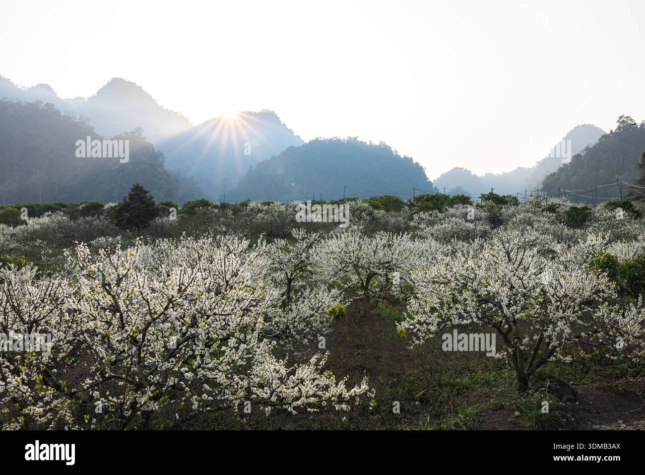Plum blossom forest in Moc Chau, Vietnam, covered in pure white flowers ...
