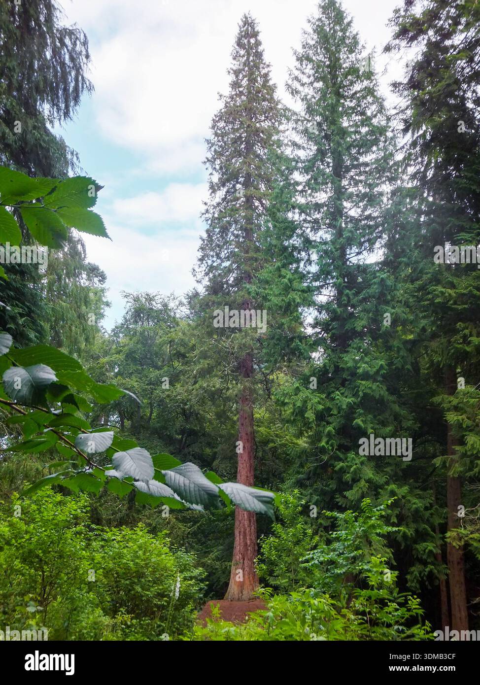 This grand fir tree is a tall conifer growing in Diana's Grove at Blair ...
