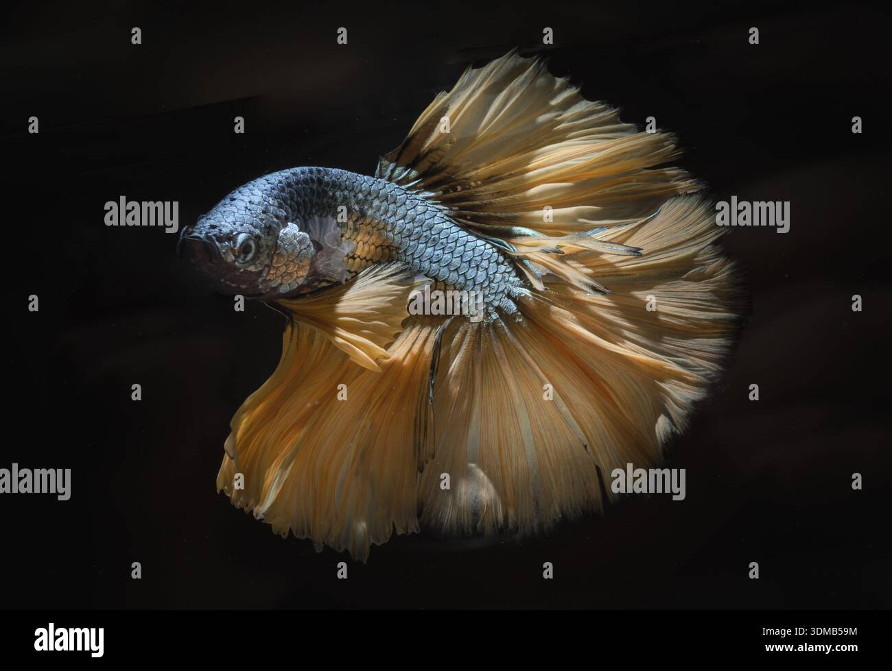 Striking multi colored tail hi-res stock photography and images - Alamy