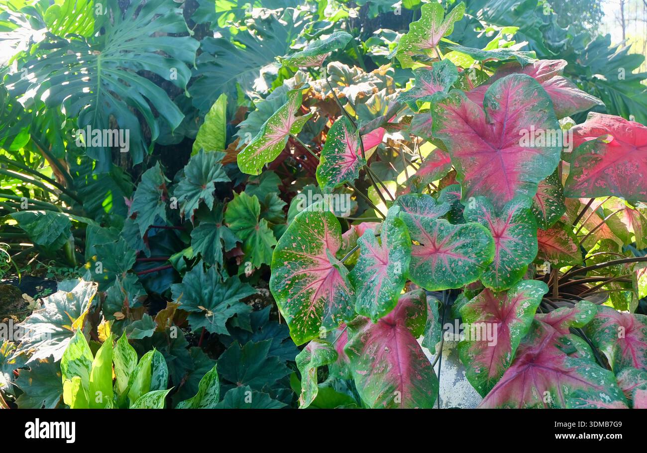 Abstract display of vibrant floral patterns hi-res stock photography ...