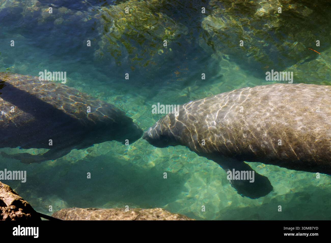 February 4, 2026, Crystal River, Florida, USA: Manatees touch snouts in ...
