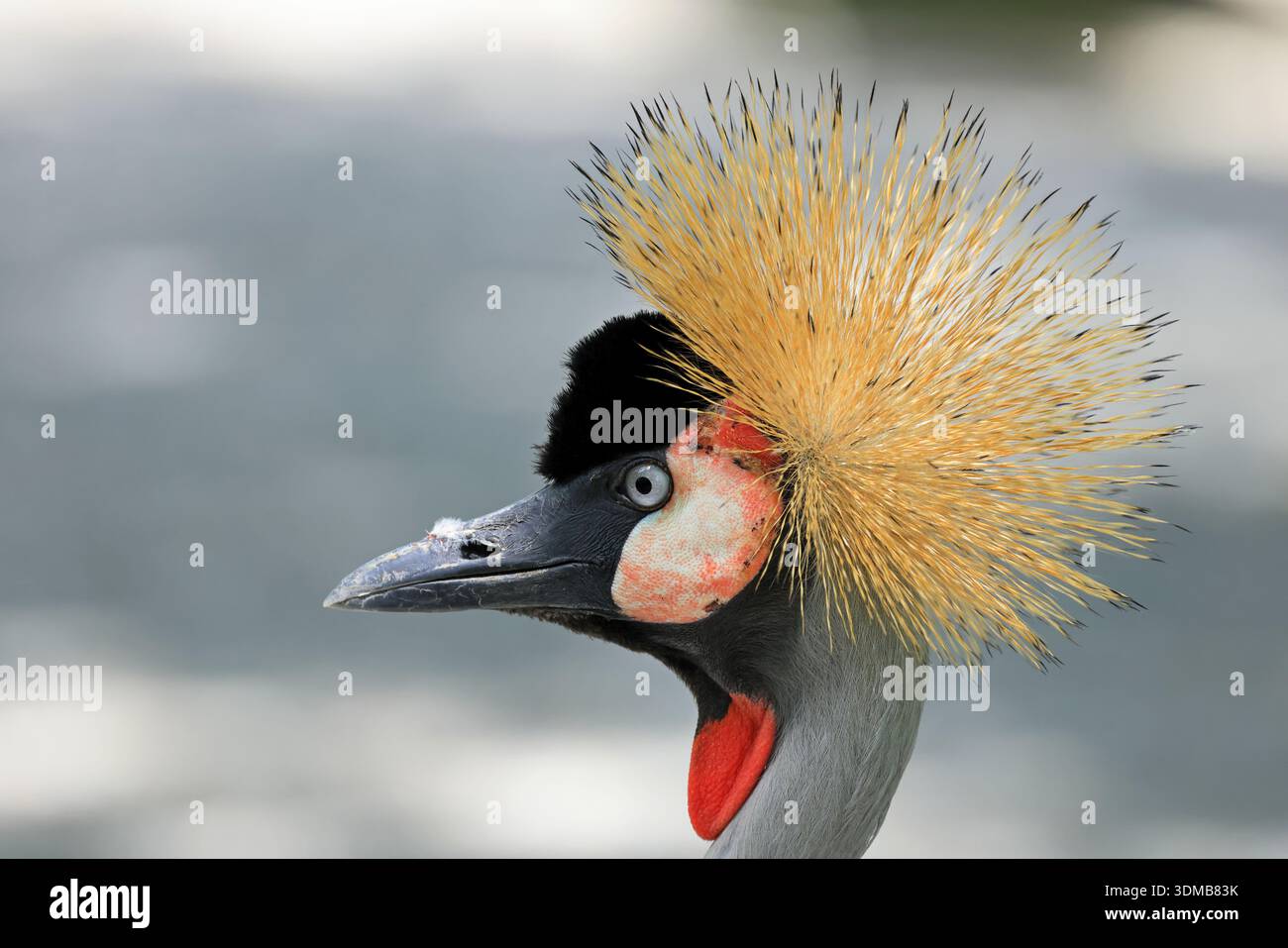 crowned crane head with golden crown at zoo in Taipei Taiwan Stock ...