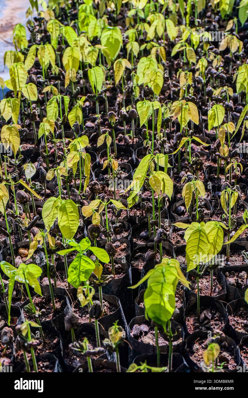 Cacao seeds sprouting Stock Photo - Alamy