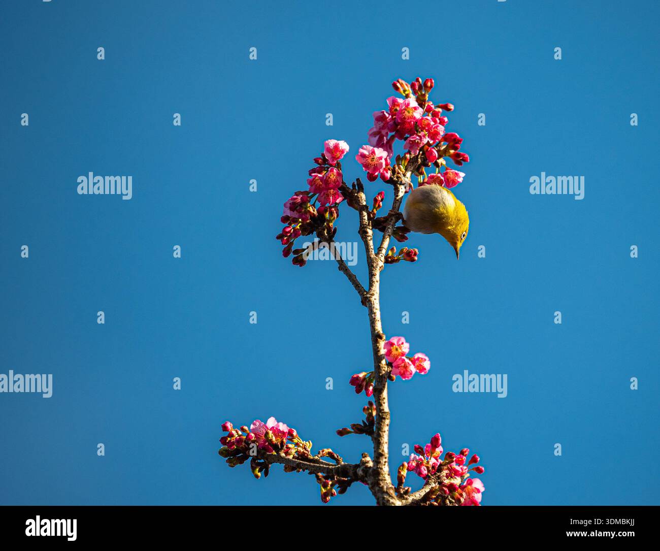 Mai Anh Dao cherry blossoms bloom in spring in Vietnam as a nectar ...