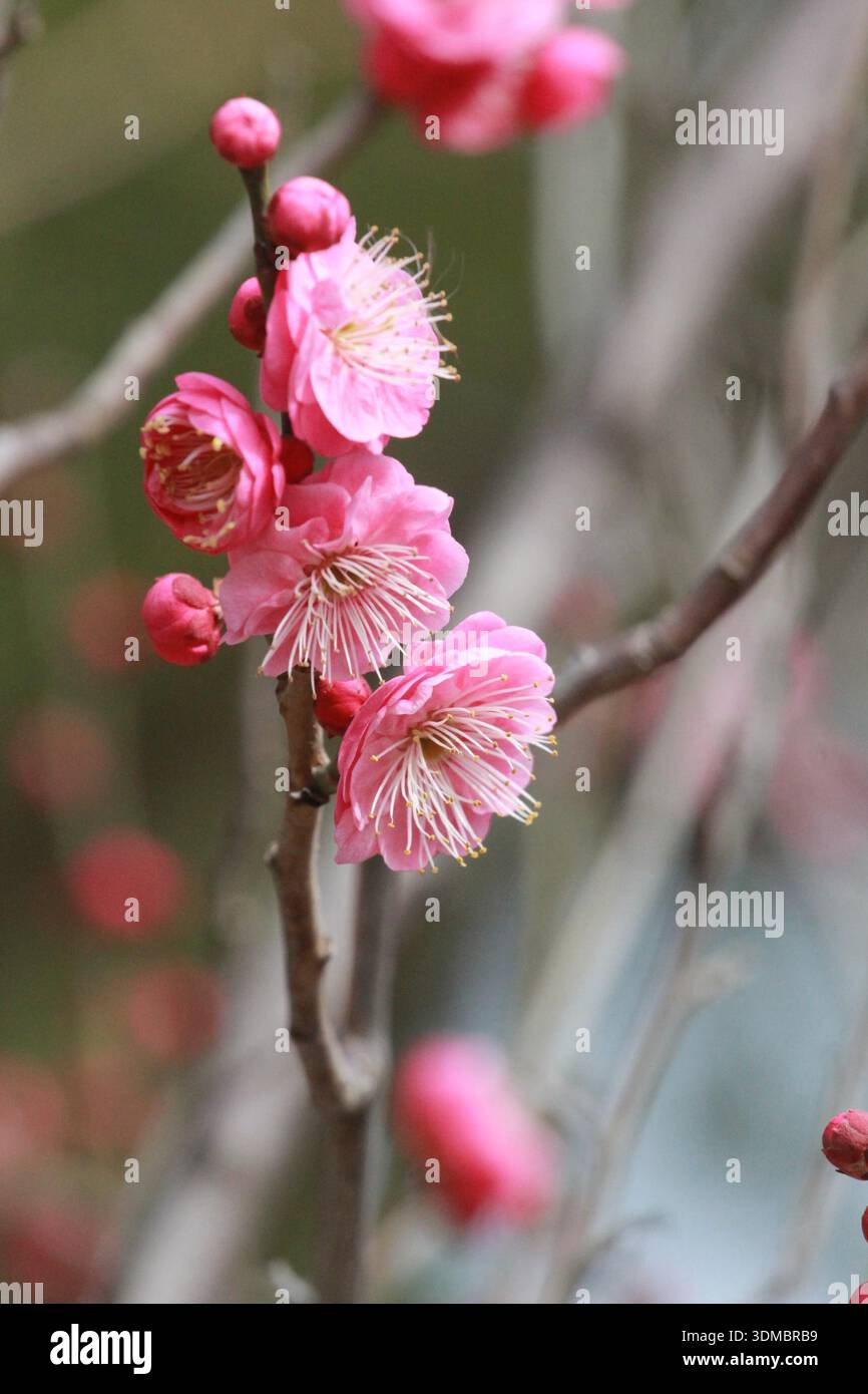 Red plum blossoms bloom in Nantong City, east China's Jiangsu Province ...