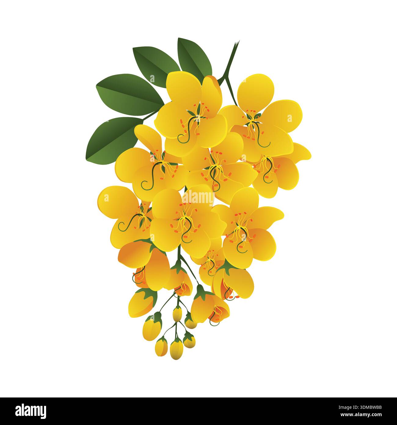 Cassia fistula, Kani Konna flower illustration, Kerala festival vishu ...