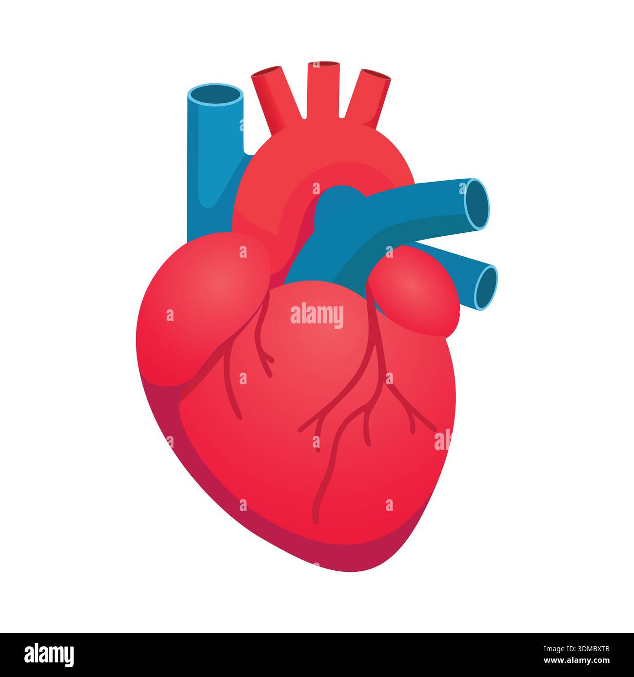 Vector illustration of a human heart showing basic anatomical structure ...