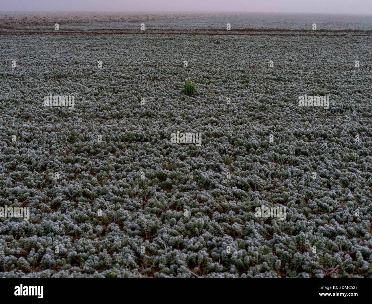 Farming under frost. Franqueville, France, January 29, 2026. Photo by ...