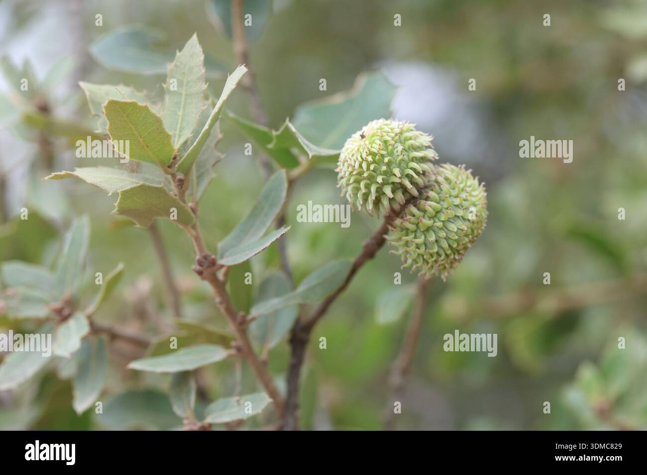 Quercus coccifera is an oak bush in the Ilex section of the genus Stock ...
