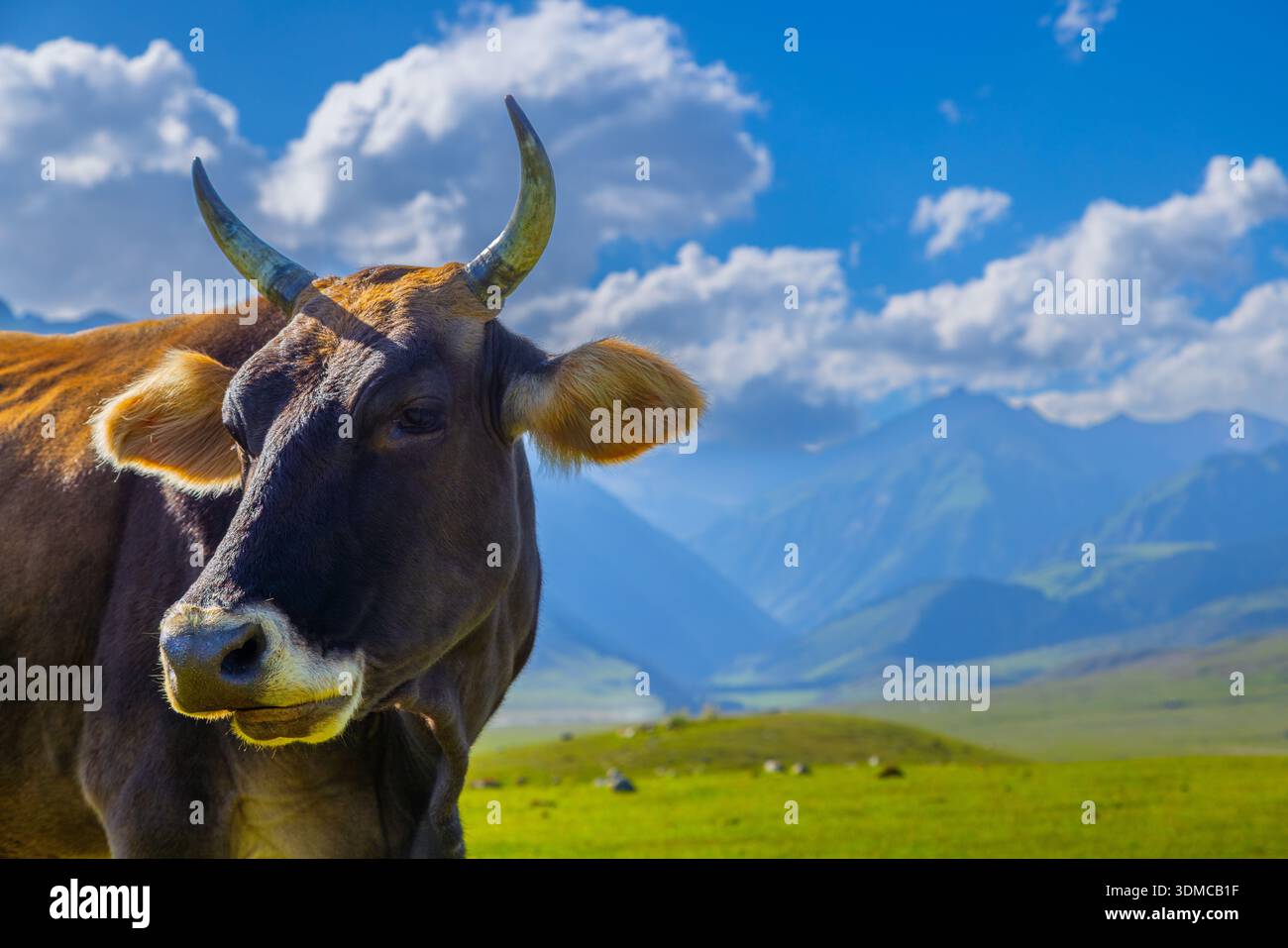 Cow gazing fields hi-res stock photography and images - Alamy