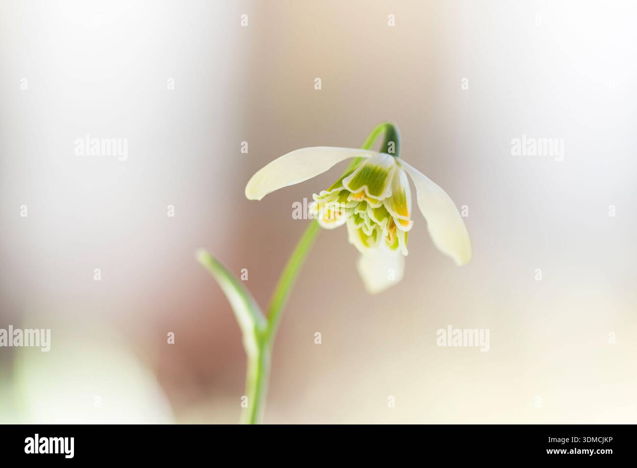 Galanthus greatorex double snowdrop hi-res stock photography and images ...