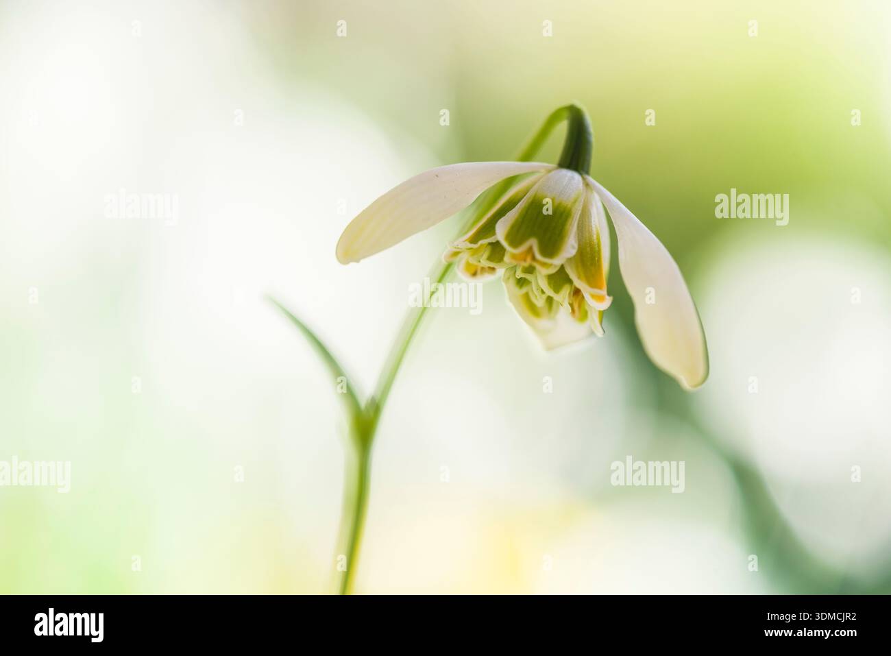 Hippolyta hi-res stock photography and images - Alamy