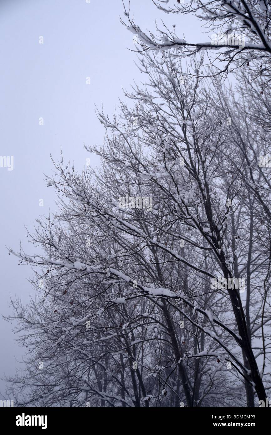 Ifrane morocco winter hi-res stock photography and images - Alamy