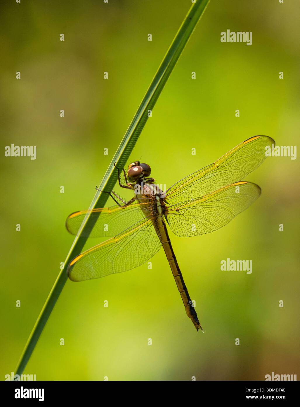 A beautiful Needham's Skimmer dragonfly perches on a grassy stem in the ...