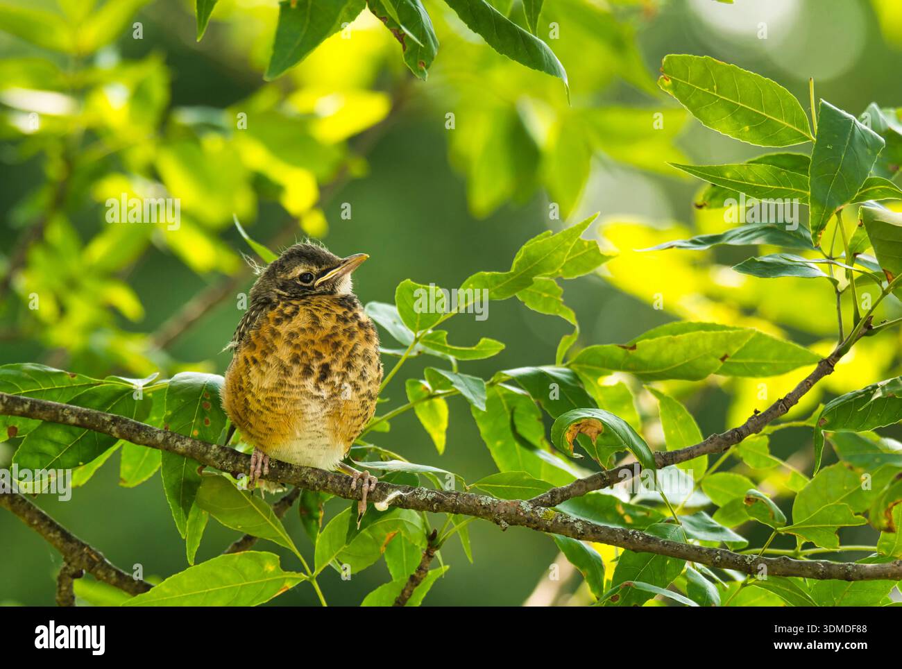 This fledgling Robin perched in the beautiful summer foliage of an Ash ...