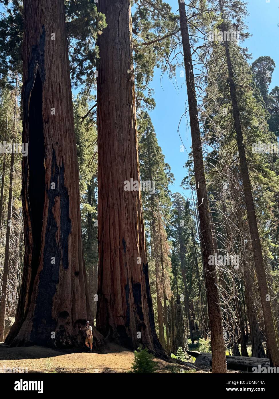Giant sequoia trees towering in a forest of Sequoia National Park ...