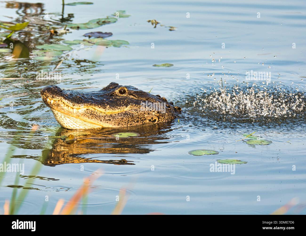 A large American Alligator (Alligator mississippiensis) displaying ...