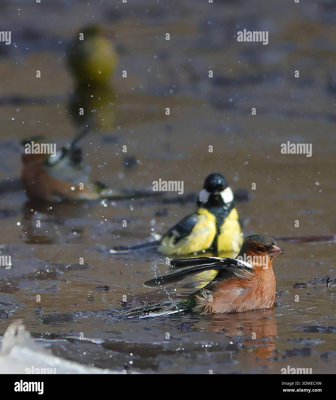 05.02.2026, Tierwelt an der Saebenerstrasse, im Bild: Buchfinken und ...