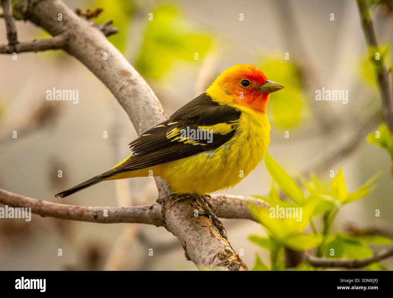 Photograph of a beautiful male Western Tanager in a forest in the front ...