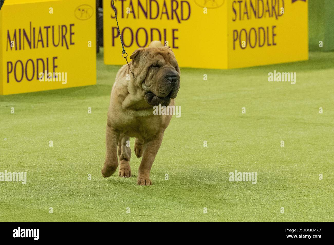 Chinese Shar-Pei named Joy competes in the Non-Sporting group during ...