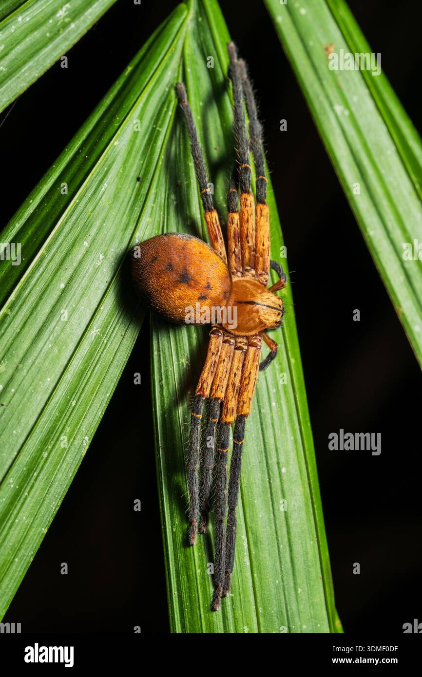 Huntsman spider (family Sparassidae), also known as giant crab spiders ...
