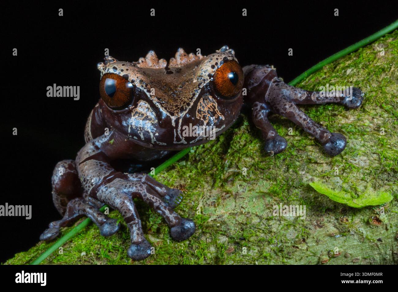 Coronated Tree Frog (Triprion spinosus), also known as the spiny-headed ...