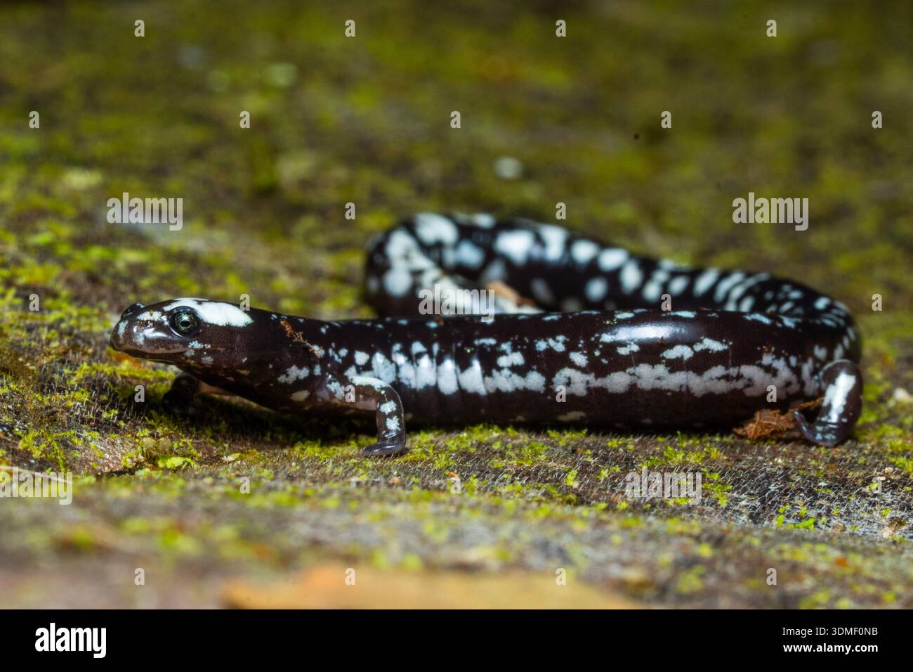 Elongated salamander hi-res stock photography and images - Alamy
