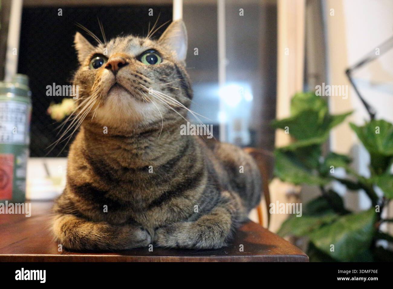 Sensory instincts hi-res stock photography and images - Alamy