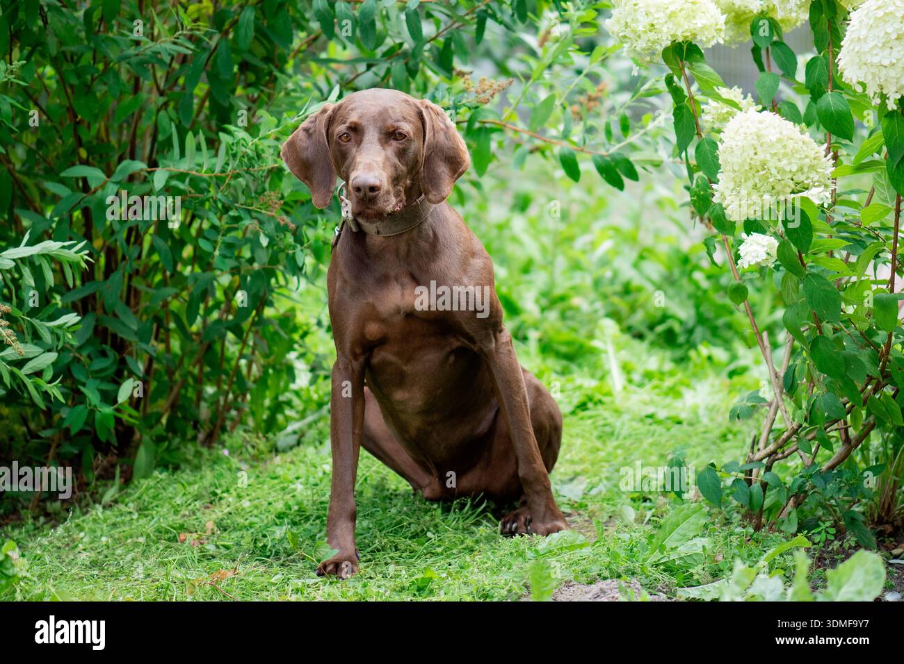 Brown hound hi-res stock photography and images - Alamy