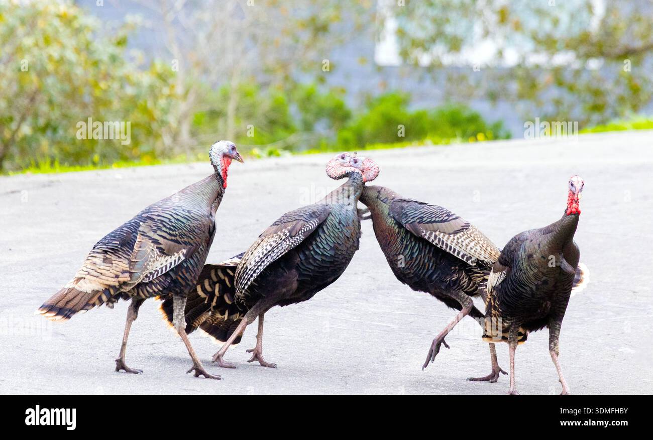 Wild Turkeys Fighting Stock Photo - Alamy
