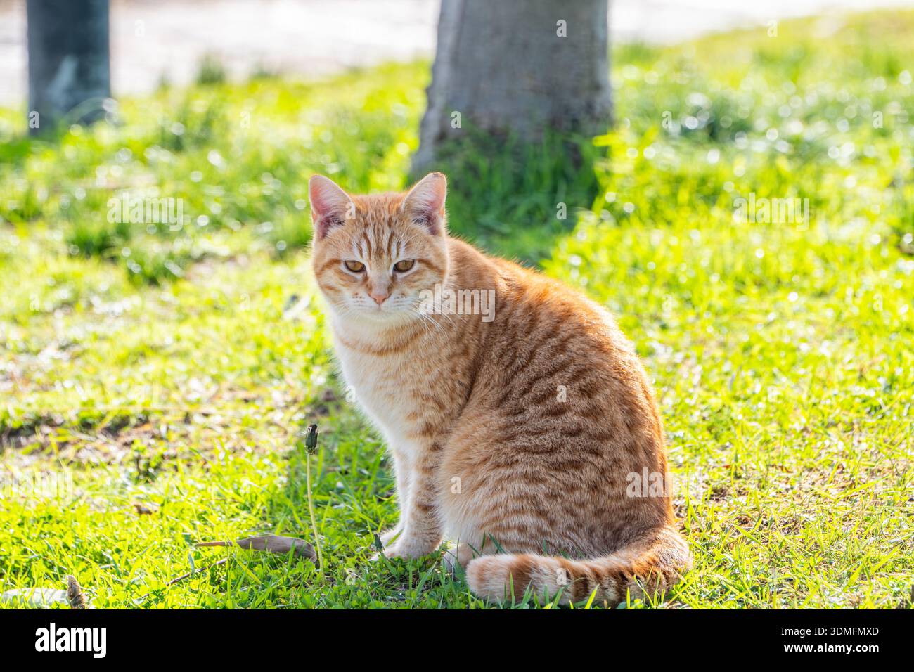 Orange tabby cat sitting white hi-res stock photography and images - Alamy
