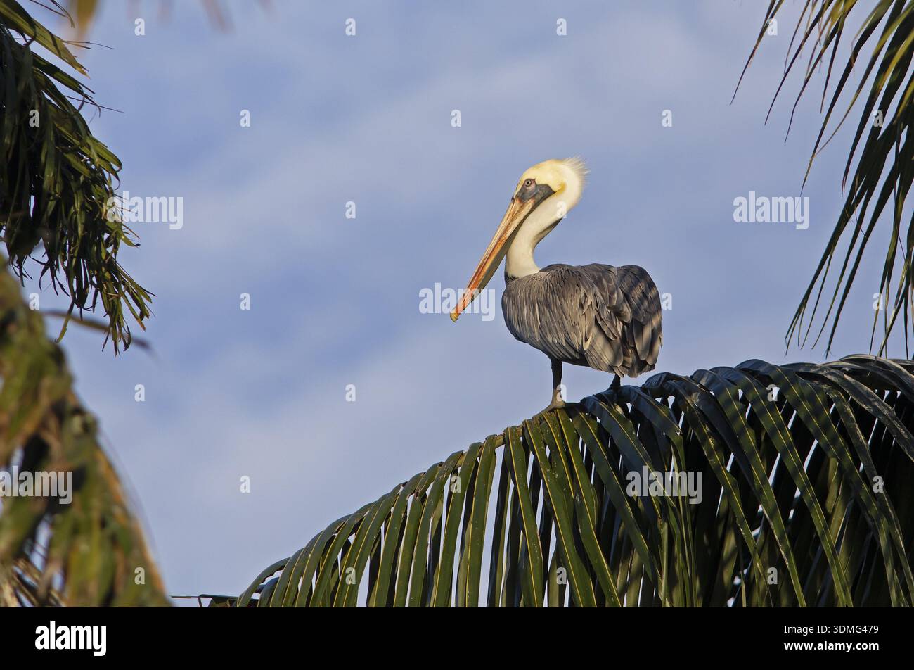 Pelican (Pelecanus) on a palm tree at the Rio Dulce, Livingston ...