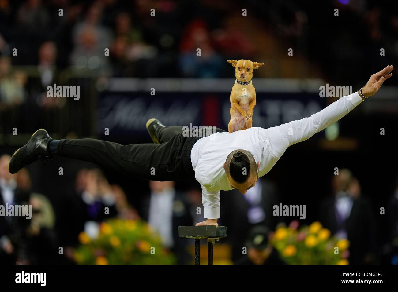 FILE - Christian Stoinev performs with his chihuahua, Scooby, during ...