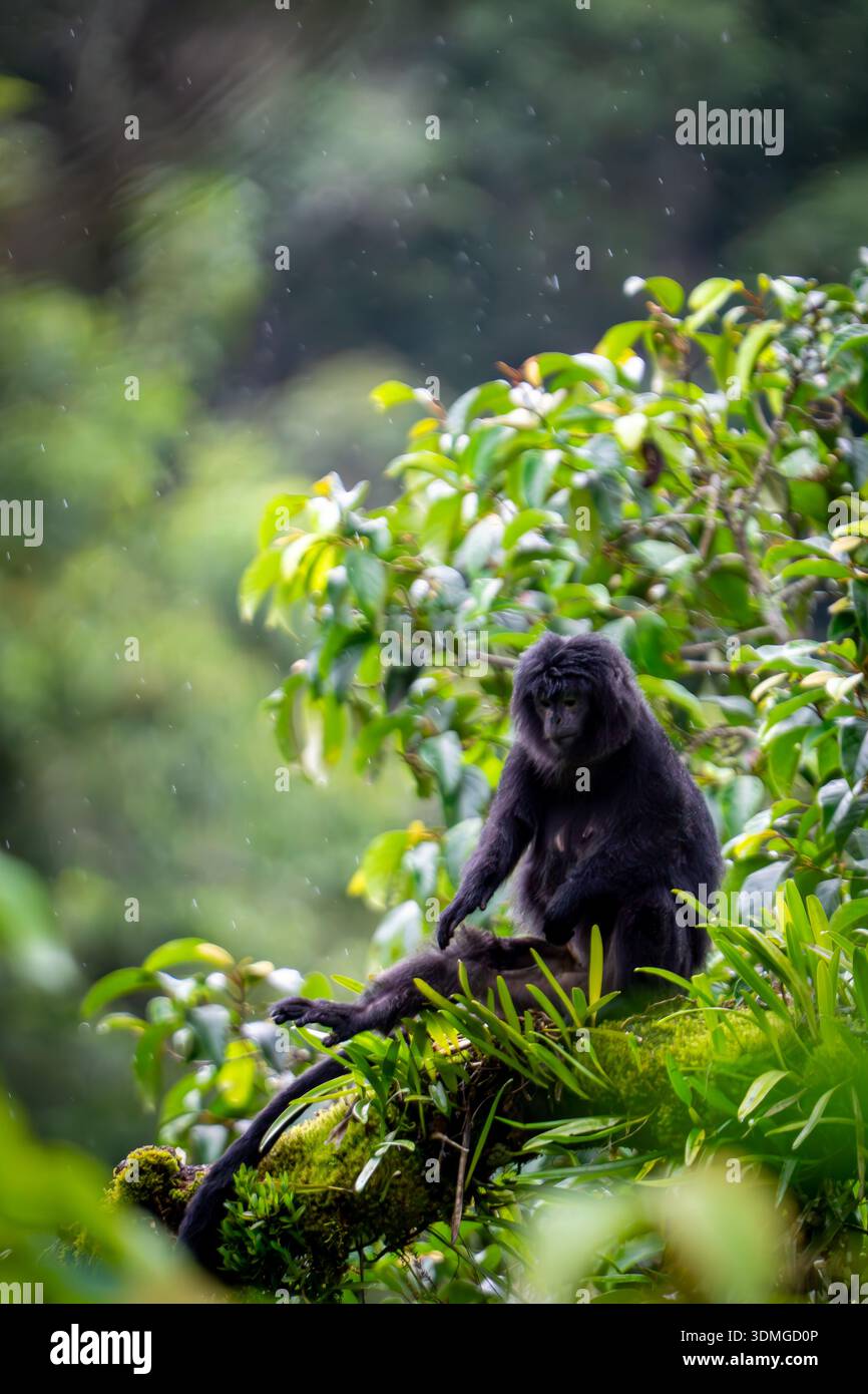 East Javan langur (Trachypithecus auratus), also known as the ebony ...