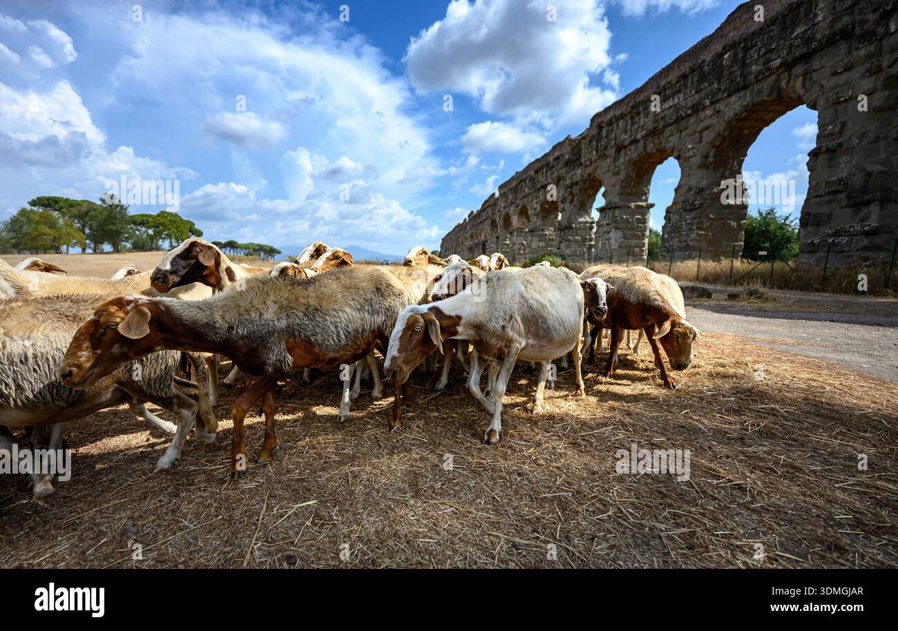 Flock of sheep moving through open landscape with Roman aqueduct ...