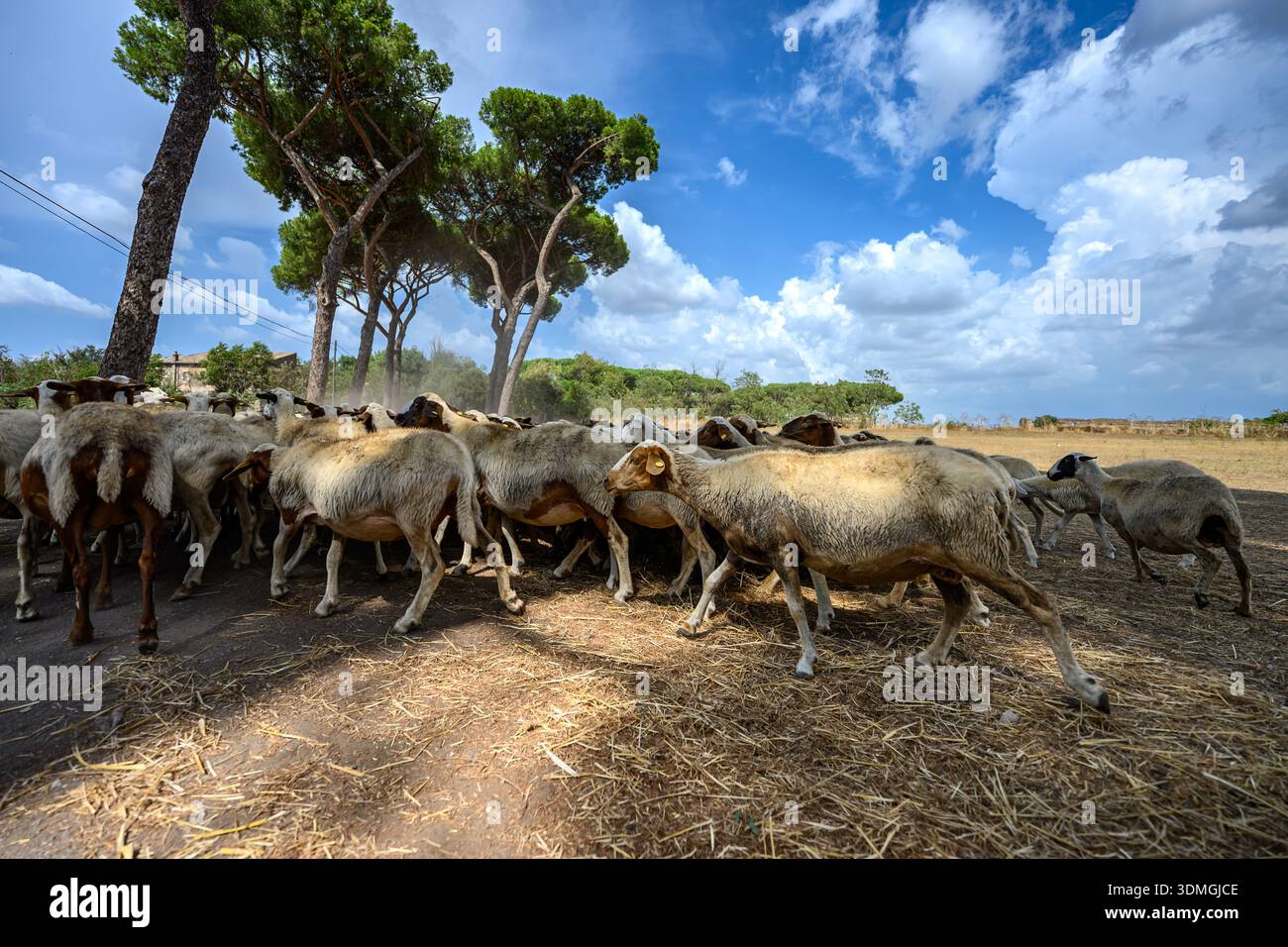 Rural-style environment with sheep herd crossing dry grassland in Parco ...