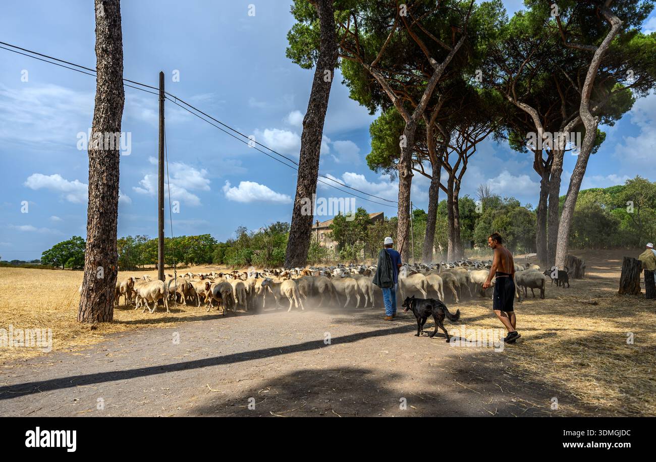 Rome,Italy. August 22 2024. Grazing Sheep in Open Landscape of Parco ...