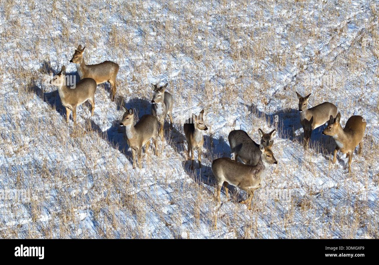 XILINHOT, CHINA - FEBRUARY 5, 2026 - Wild roe deer looking out on the ...