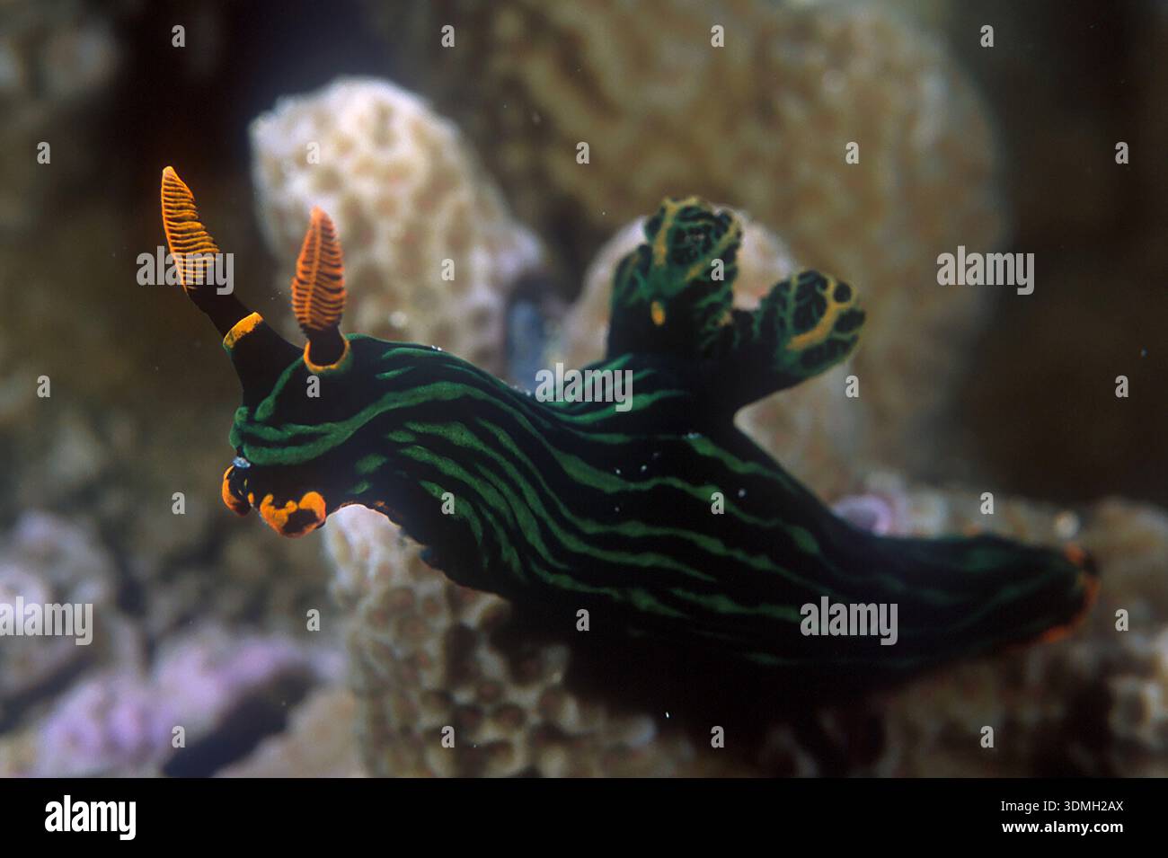 Dusky Nudibranch, Nembrotha kubaryana, Tanjung Pisok dive site, Manado ...