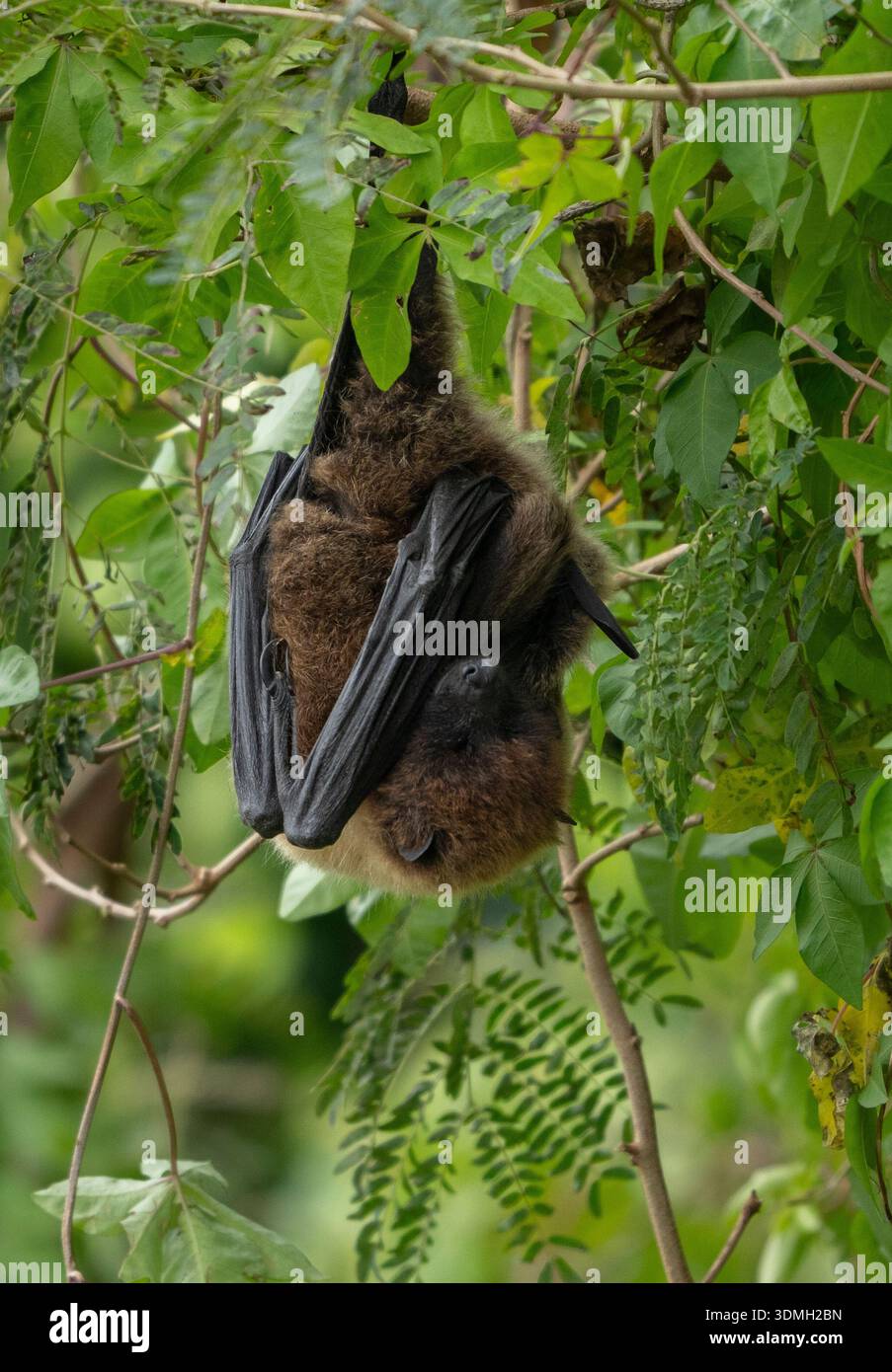 Ryukyu flying fox, Ryukyu fruit bat, Pteropus dasymallus, megabat in ...