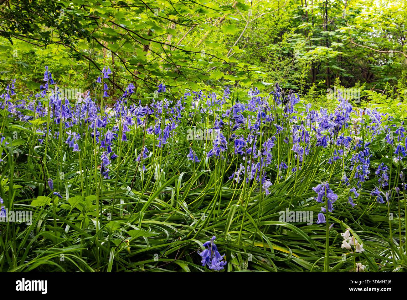 Lush carpet of purple wild bluebells blooming under the canopy of a ...