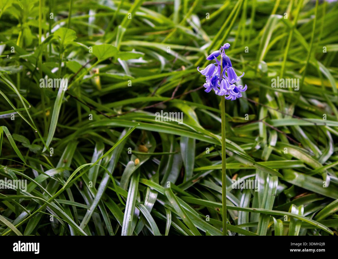 Single purple bluebell flower standing tall against a background of ...